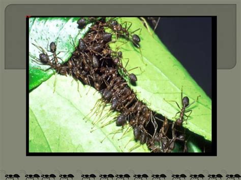 Ant Colony Optimization For Image Edge Detection Ppt