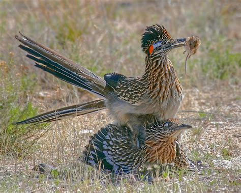 Free Photo Roadrunner Bird Animal Bird Nature Free Download Jooinn