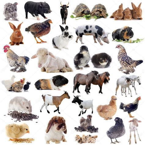 Animales De Granja — Foto De Stock 31060813 © Cynoclub