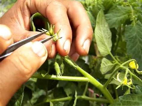 TNAU Agritech Portal Crop Improvement