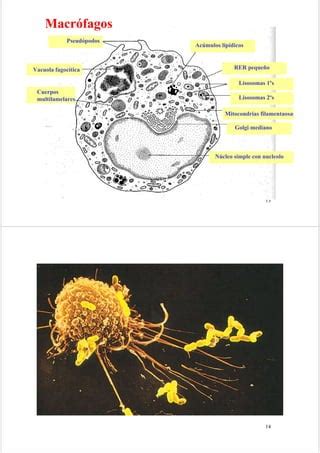 Celulas Del Sistema Inmune Pdf