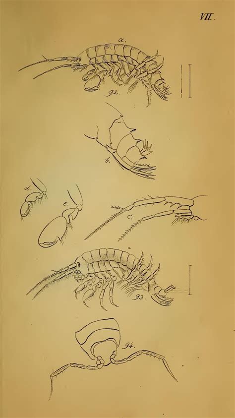 System Of Myriapods Vii Source C L Koch 1847 Illustration Arabic Calligraphy