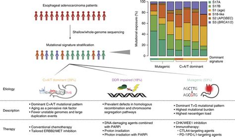 Proposed Subclassification Of Eac Based On Mutational Signatures