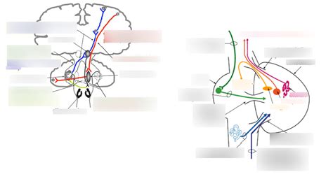Diagram Of Cerebellar Peduncle Pathways Motor Pathways Quizlet