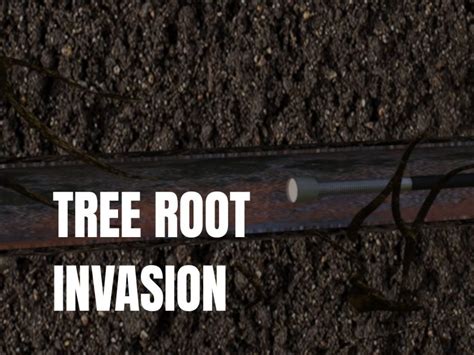 Tree Root Intrusion Accujet Sewer And Drain Cleaning
