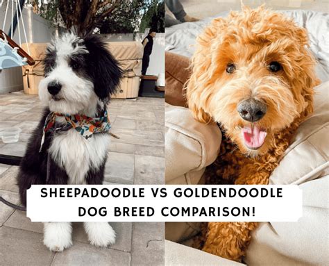 Sheepadoodle Vs Goldendoodle Dog Breed Comparison We Love Doodles