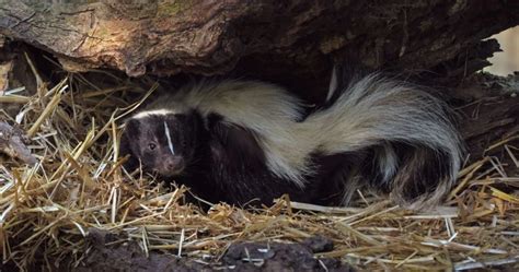 Do Skunks Hibernate In Winter Understanding Their Cold Weather Habits Critter Stop