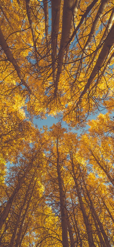 Autumn Iphone Leaves Wallpapers Wallpaper Cave