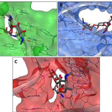 2d Geneticin Molecular Structure A And The 3 Binding Sites Indetified