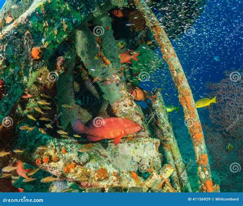 Grouper And Glassfish Around Underwater Wreckage Stock Image Image Of