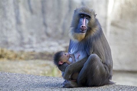Mandrill A Z Animals
