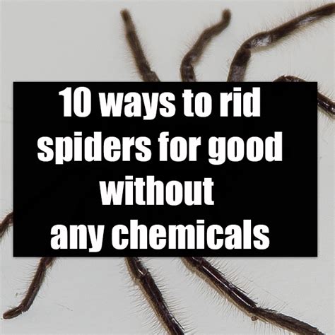 Ways To Rid Spiders For Good Without Any Chemicals