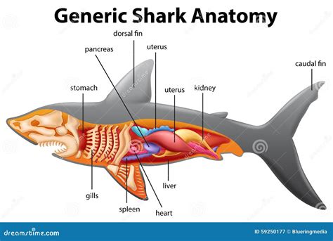 Generic Shark Anatomy Chart Stock Vector Illustration Of Diagram