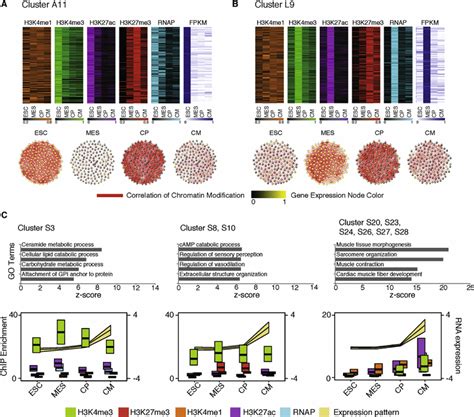 Dynamic And Highly Correlated Chromatin And Gene Expression Patterns Download Scientific