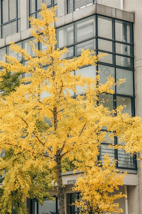 Teaching Building Ginkgo By The PSD Backgrounds Free Download Pikbest