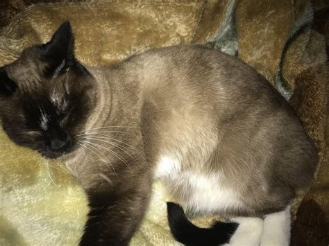 My Kitty 😸 R Autism