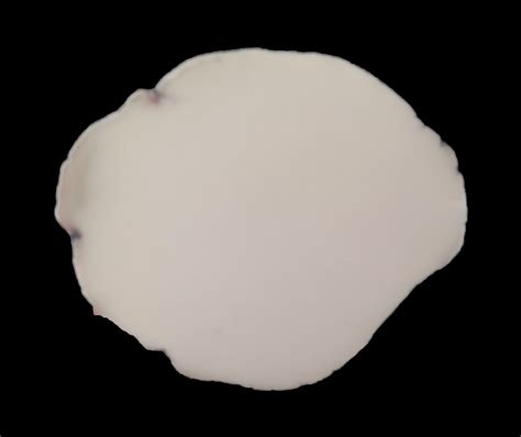 Polished Datolite Nodule Drexel Mine Delaware Keweenaw Co Michigan Usa