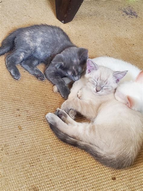 Theyre All So Eepy R Kittens