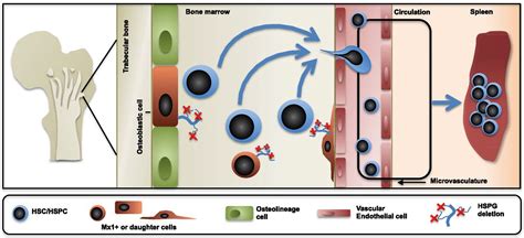 Bone Marrow Transplant Stem Cell