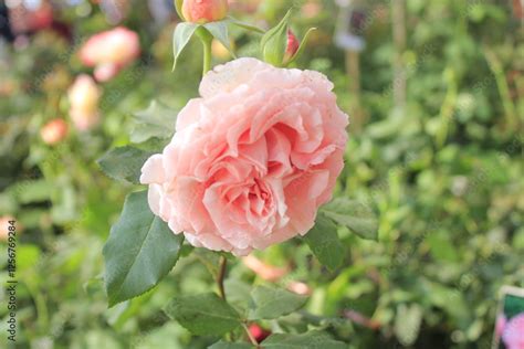 Foto De Stock Flowers Are The Reproductive Structures Of Flowering Plants Angiosperms Known