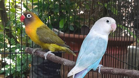 Blue Fischers Lovebird