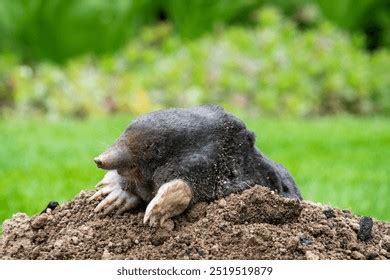 두더지 동물 Talpa Europaea 두더지 스톡 사진 2519519879 Shutterstock