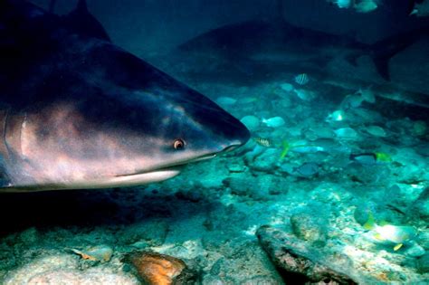 Warmer Sea Surface Temperatures Have Led To A Bull Shark Population