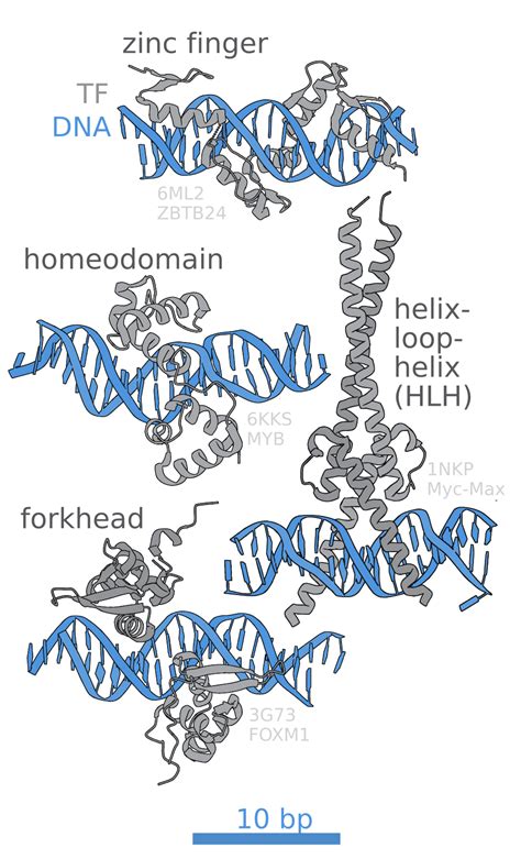 Dna Binding Domain Wikipedia