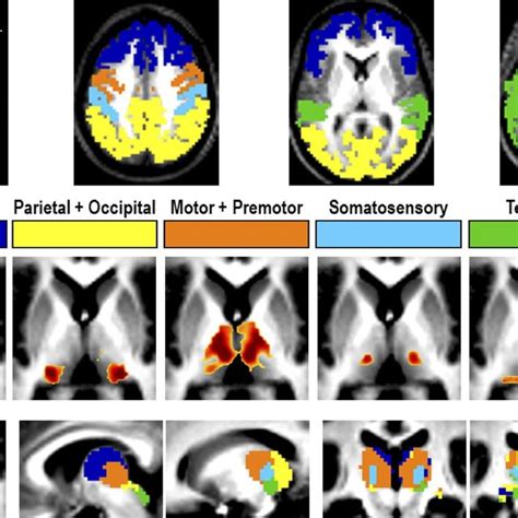 Pdf Intrinsic Functional Relations Between Human Cerebral Cortex And