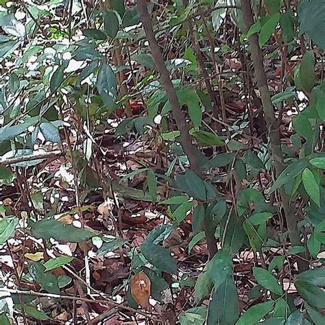 Subadult Of Physignathus Cocincinus Camouflaged On The Ground Just Download Scientific Diagram