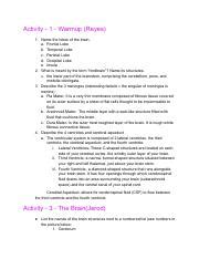 Lab Brain Cranial Nerves And Autonomic Nervous System Pdf Activity Warmup Reyes