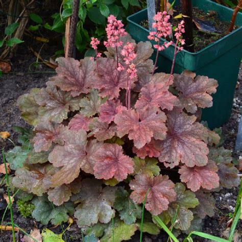 Гейхера 'Cherry Cola' (Heuchera 'Cherry Cola')