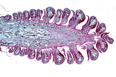 Department Of Botany