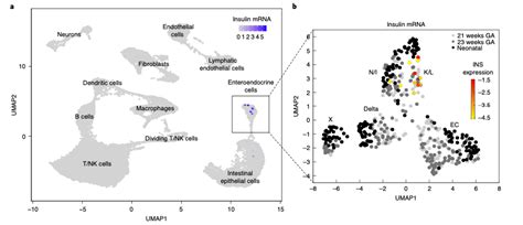Nature Medicine 单细胞测序揭示胰岛素基因在人类胚胎期肠内分泌细胞中表达 方法 研究 Cell