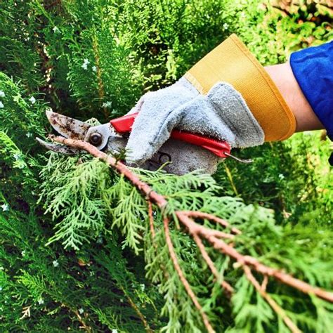 Trusted Tree Pruning Services Discover Our Network Of Affordable