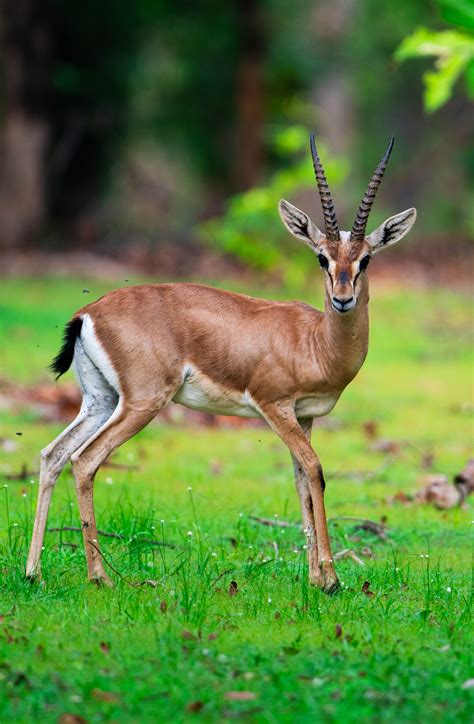 Types Of Antelope