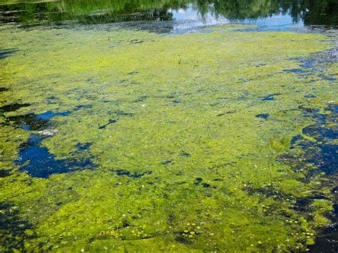 Blue Green Algae Bloom In Georgiaville Pond In Smithfield Smithfield