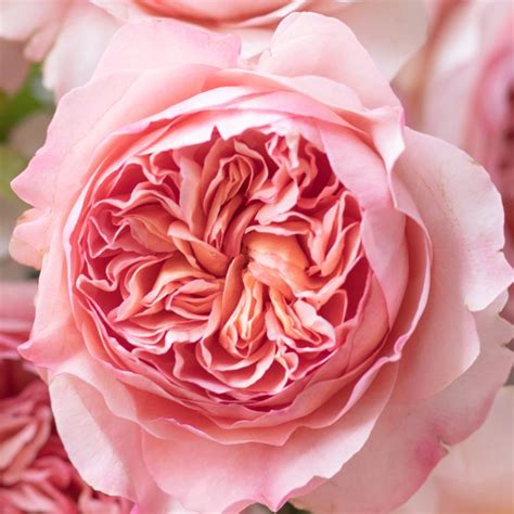 Phoebe David Austin Wedding And Event Roses