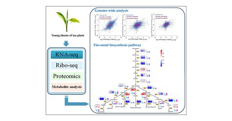 Transcriptomic And Translatomic Analyses Reveal Insights Into The