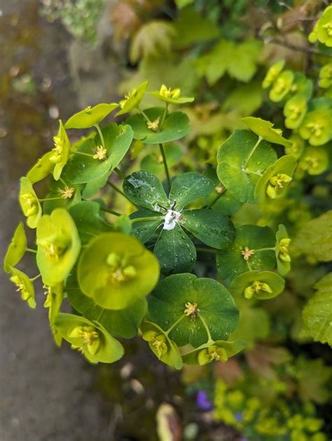 With My Cieem Application In And My Fisc Coming Up I Have Recently