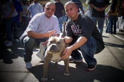 Blue Razors Edge Pitbull Kennels Razor Edge Pitbulls Puppies History