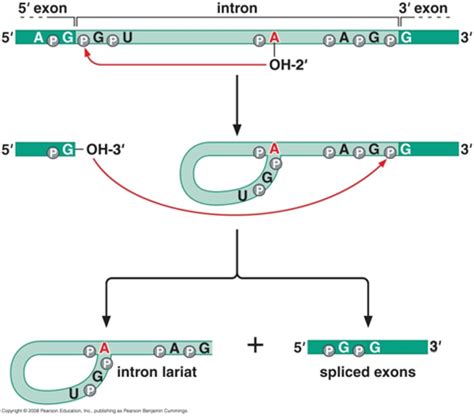 RNA Splicing Molecular Biology Flashcards Quizlet
