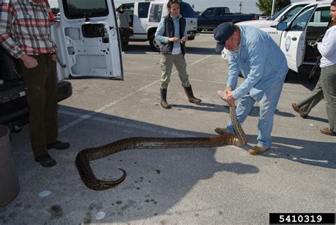 Pythons Genus Python