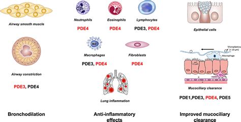 Novel Anti Inflammatory Approaches To Copd Copd