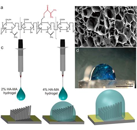 Ha Ma Hydrogel Cupula A Chemical Structure Of Ha Ma Macromer The Download Scientific