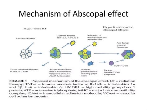 Interaction Of Radiation With Immunotherapy Pptx