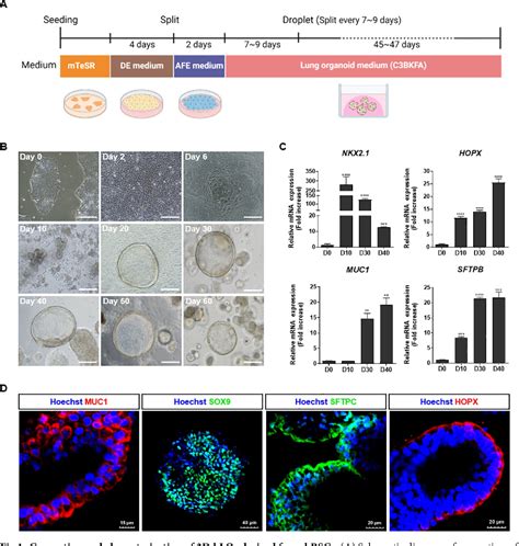 Figure 1 From Advances In An In Vitro Tuberculosis Infection Model