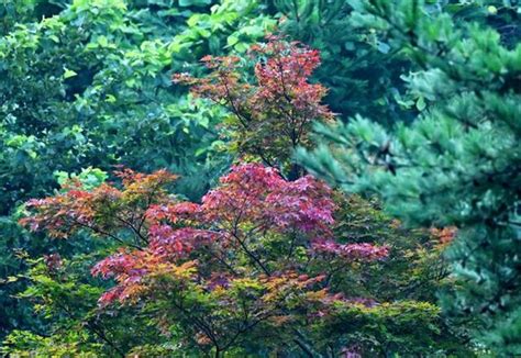 왕태석의 빛으로 쓴 편지 폭우 속에도물들어가는 가을 단풍 네이트 뉴스