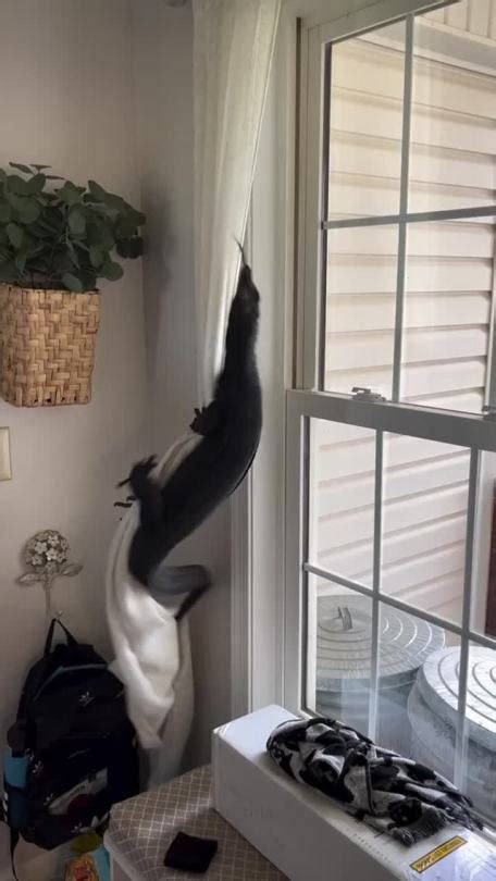 Yolas0 Ovenroastedtwerkeyweird Cat Tumbex