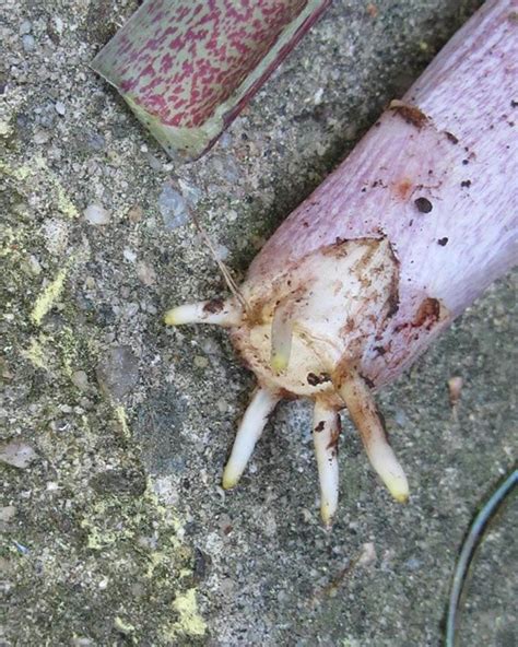 Can You Propagate A Hosta From Leaf Cuttings World Of Garden Plants